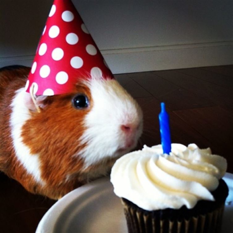 The-Cutest-Animals-Ever-Celebrating-Their-Birthday-3 – Animal Welfare ...